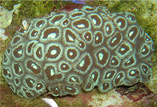 Brain Coral - Moon