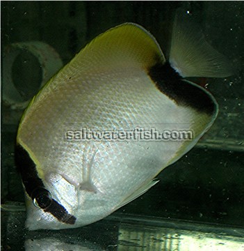 Reef Butterfly - Caribbean - Butterflies - Saltwater Fish