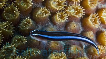 Orange Spotted Shrimpgoby - Gobies - Saltwater Fish