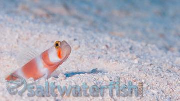 Yasha Shrimp Goby - Gobies - Saltwater Fish