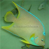 Blue Angelfish - Angelfish Large - Saltwater Fish