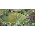 Reef Fish, Marine Fish, Coral, Aquarium Supplies & more - Saltwaterfish.com