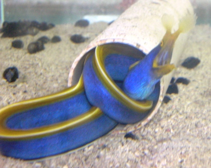 Blue Ribbon Eel