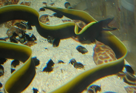 Black Ribbon Eel