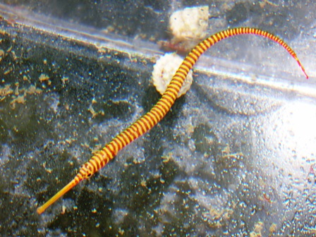 Many Banded Pipefish