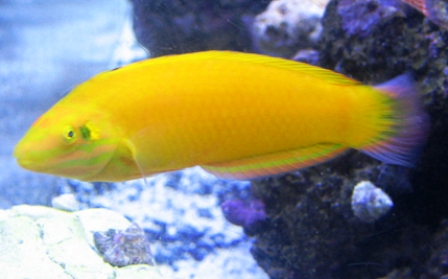 Yellow Wrasse