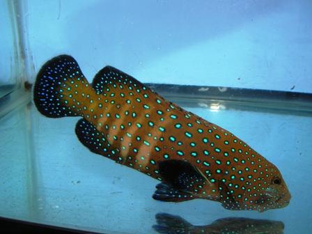 Blue Spot Grouper - Large