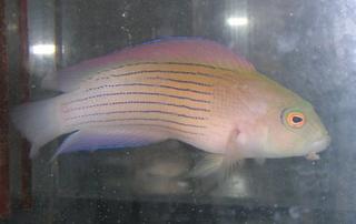 Dusky Dottyback - Dottybacks - Saltwater Fish