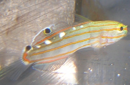 Rainford's Goby
