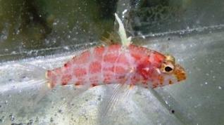Longnose Hawkfish - Hawkfish - Saltwater Fish