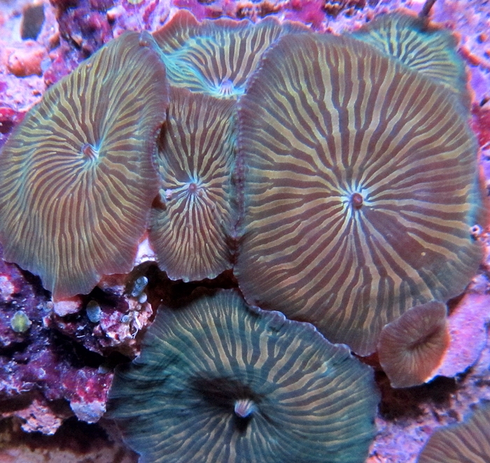 Mushroom - Striped Green