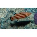 McCosker's Flasher Wrasse