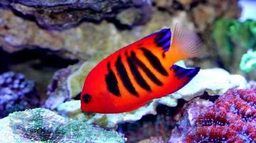 Rusty Angelfish - Angelfish Dwarf - Saltwater Fish