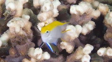 Electric Blue Damsel - Damsels - Saltwater Fish