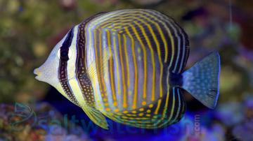 Purple Tang - Red Sea - Tangs - Saltwater Fish