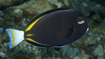 Achilles Tang - Tangs - Saltwater Fish