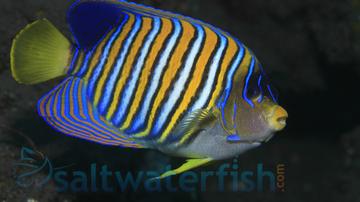 Blue Line Angelfish - Angelfish Large - Saltwater Fish