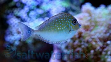 Purple Tang - Red Sea - Tangs - Saltwater Fish