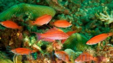Ruby Finned Fairy Wrasse: Male - Wrasses Reef Safe - Saltwater Fish