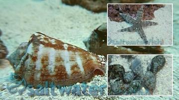 Ruby Red Dragonet - Blennies - Saltwater Fish