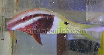 Red Goatfish - Goatfish - Saltwater Fish