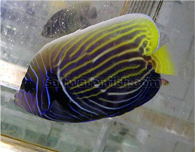 Emperor Angelfish - Changing