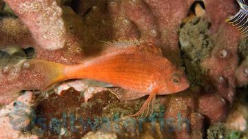 Lyretail Hawkfish - Hawkfish - Saltwater Fish