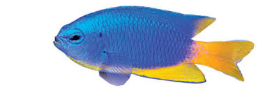 Electric Blue Damsel