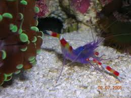 Blue Coral Banded Shrimp