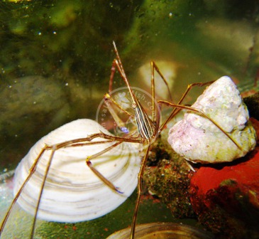 Arrow Crab