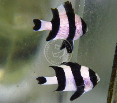 Black-Tailed Dascyllus
