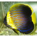 Angelfish, Large