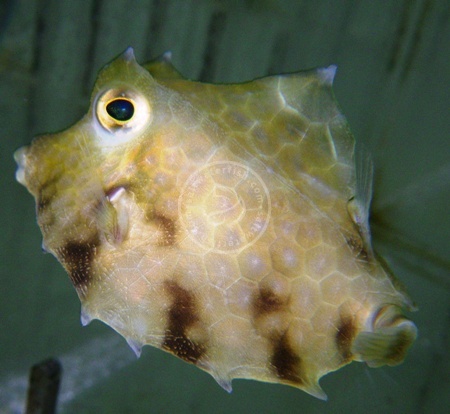 Cow Fish