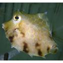 Reef Fish, Marine Fish, Coral, Aquarium Supplies & more - Saltwaterfish.com