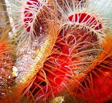 Flame Scallop - Scallops - Invertebrates