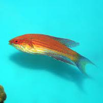 Wrasses