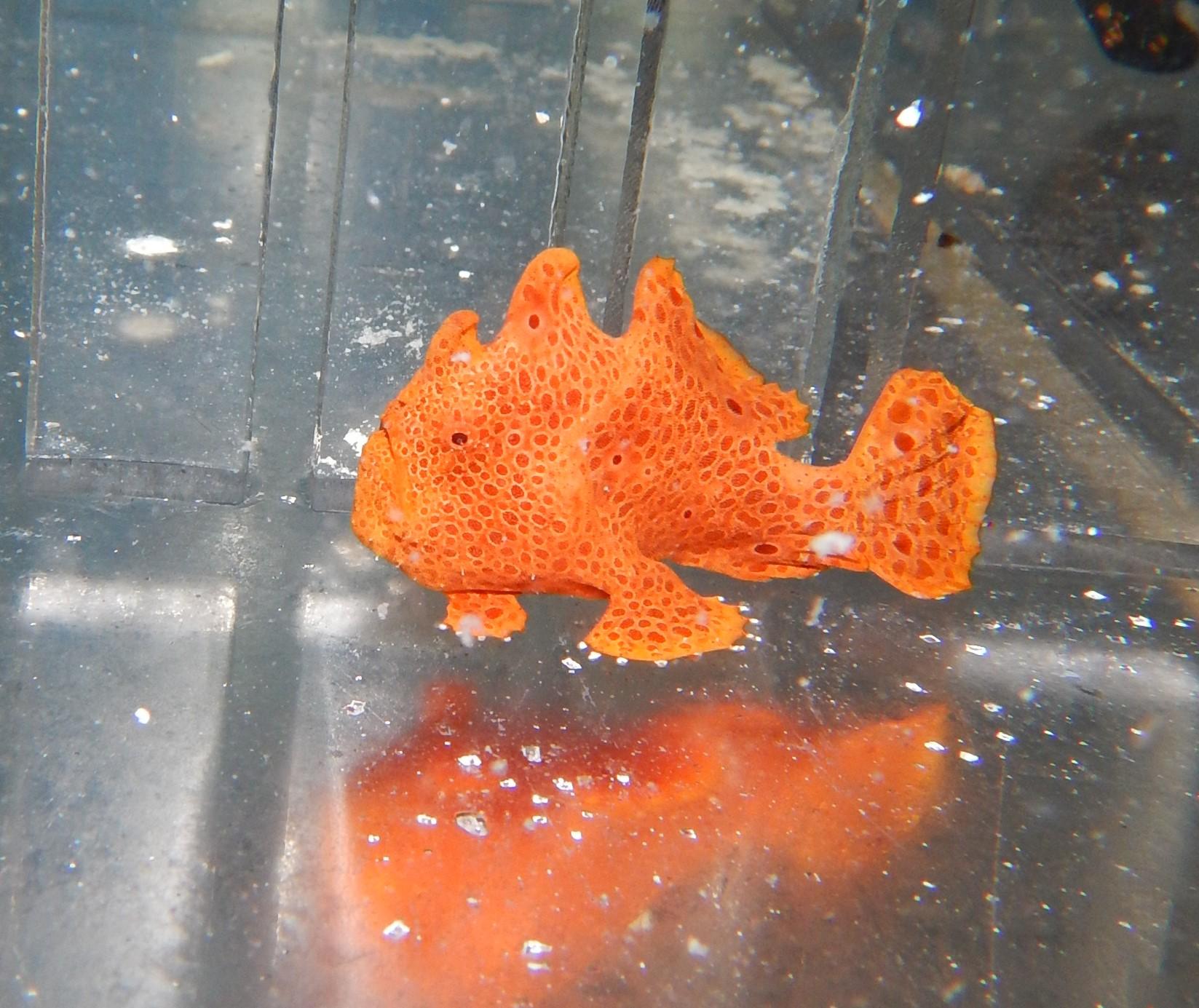 ORANGE SUPER ANGLER SMALL CUBE 3 - Saltwater Fish