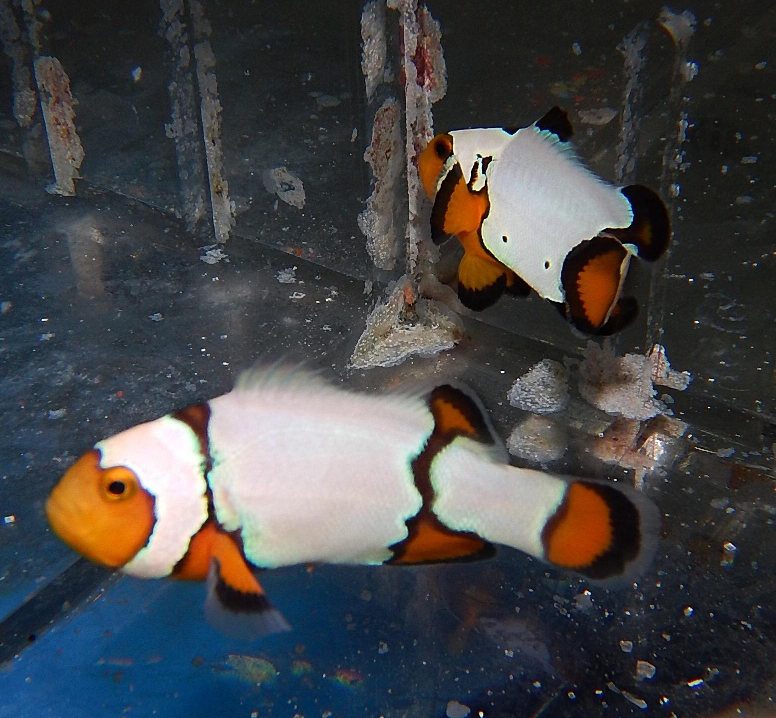 F58 - FISH CB PAIR PREMIUM BLACK ICE OCELLARIS CLOWN - Eye It & Buy It