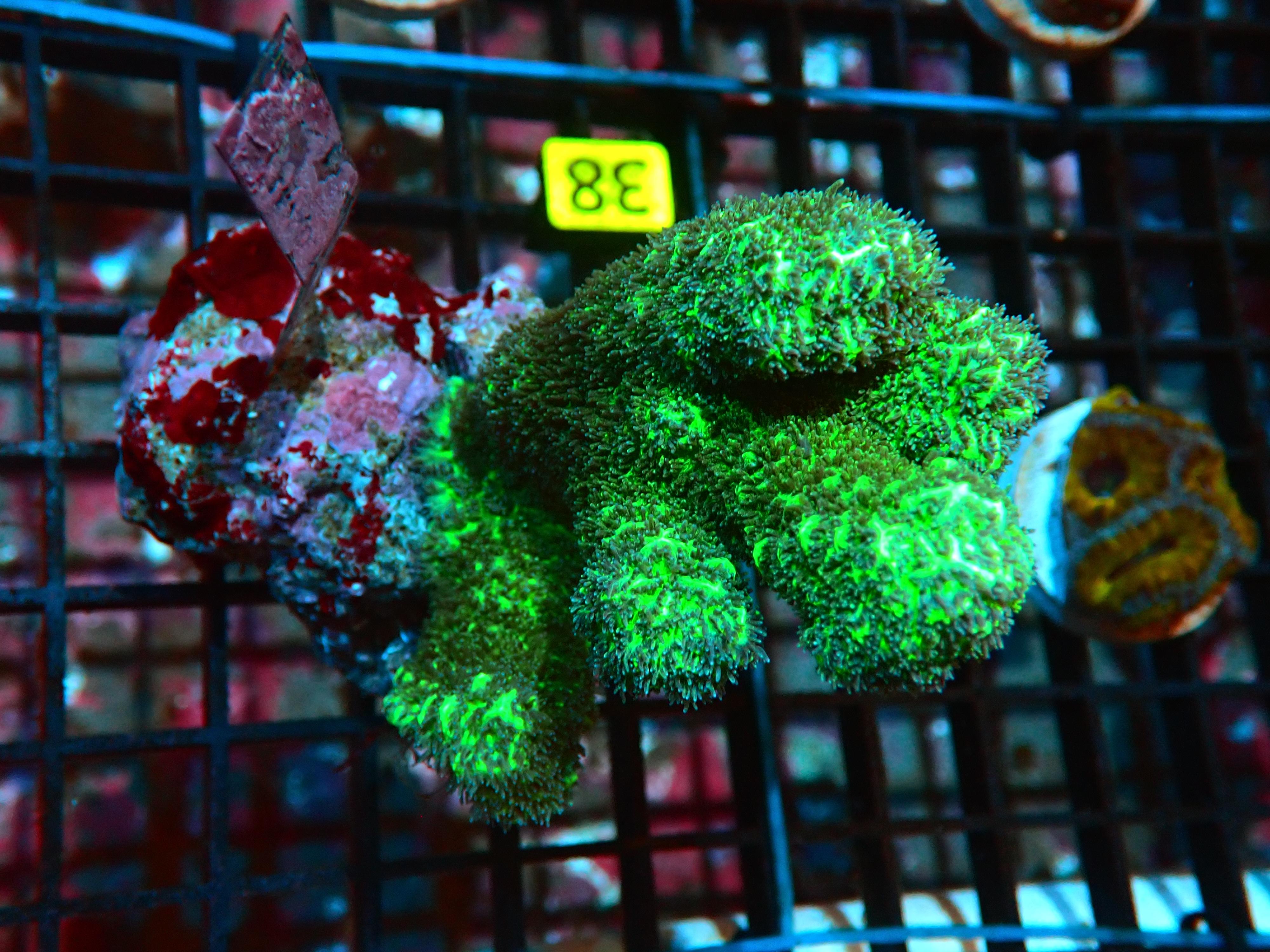 HYDNOPHORA INDO CULTURED - Sps Corals