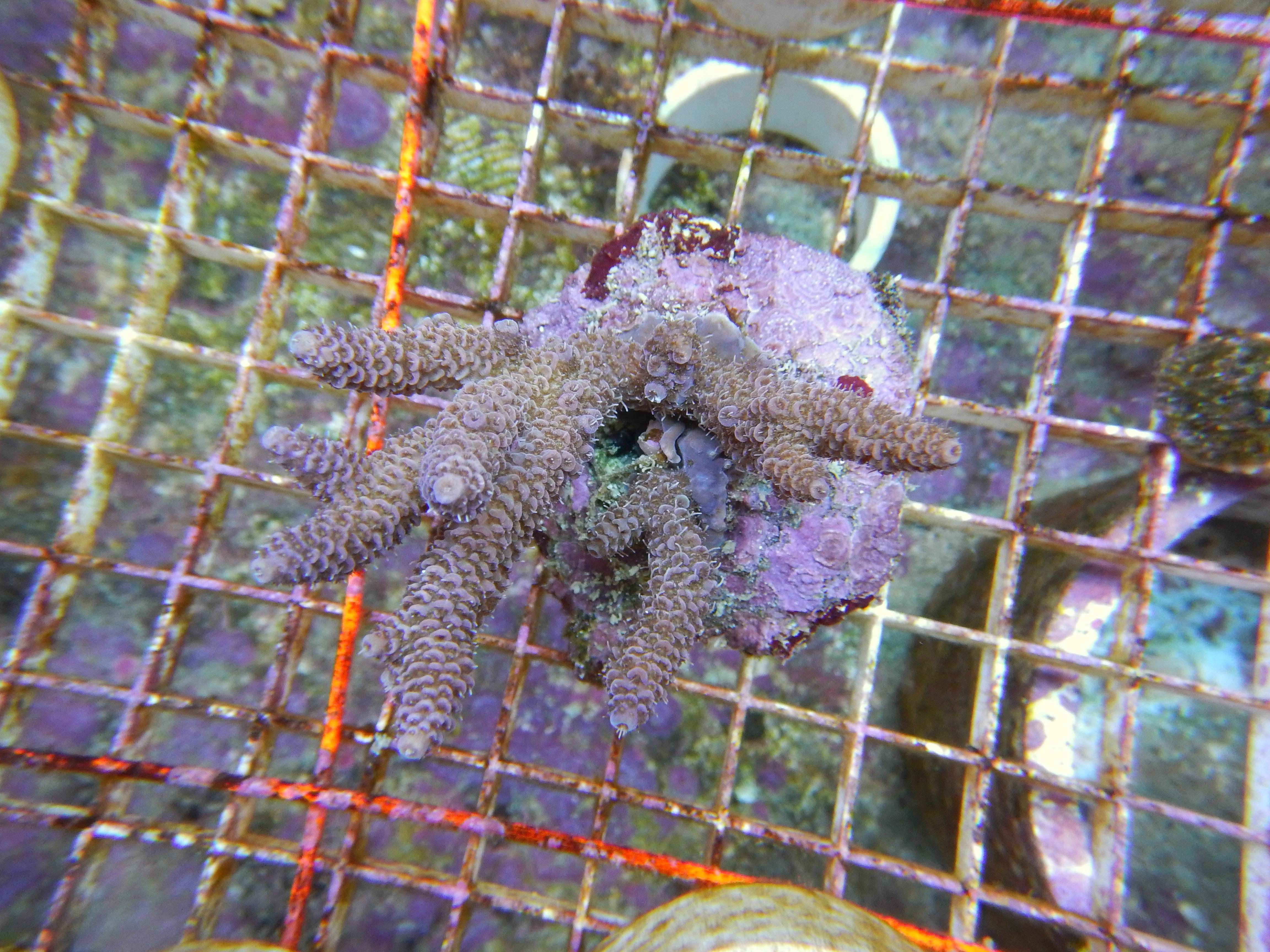 M93 - ACRO BLUE MILLE - Eye It & Buy It