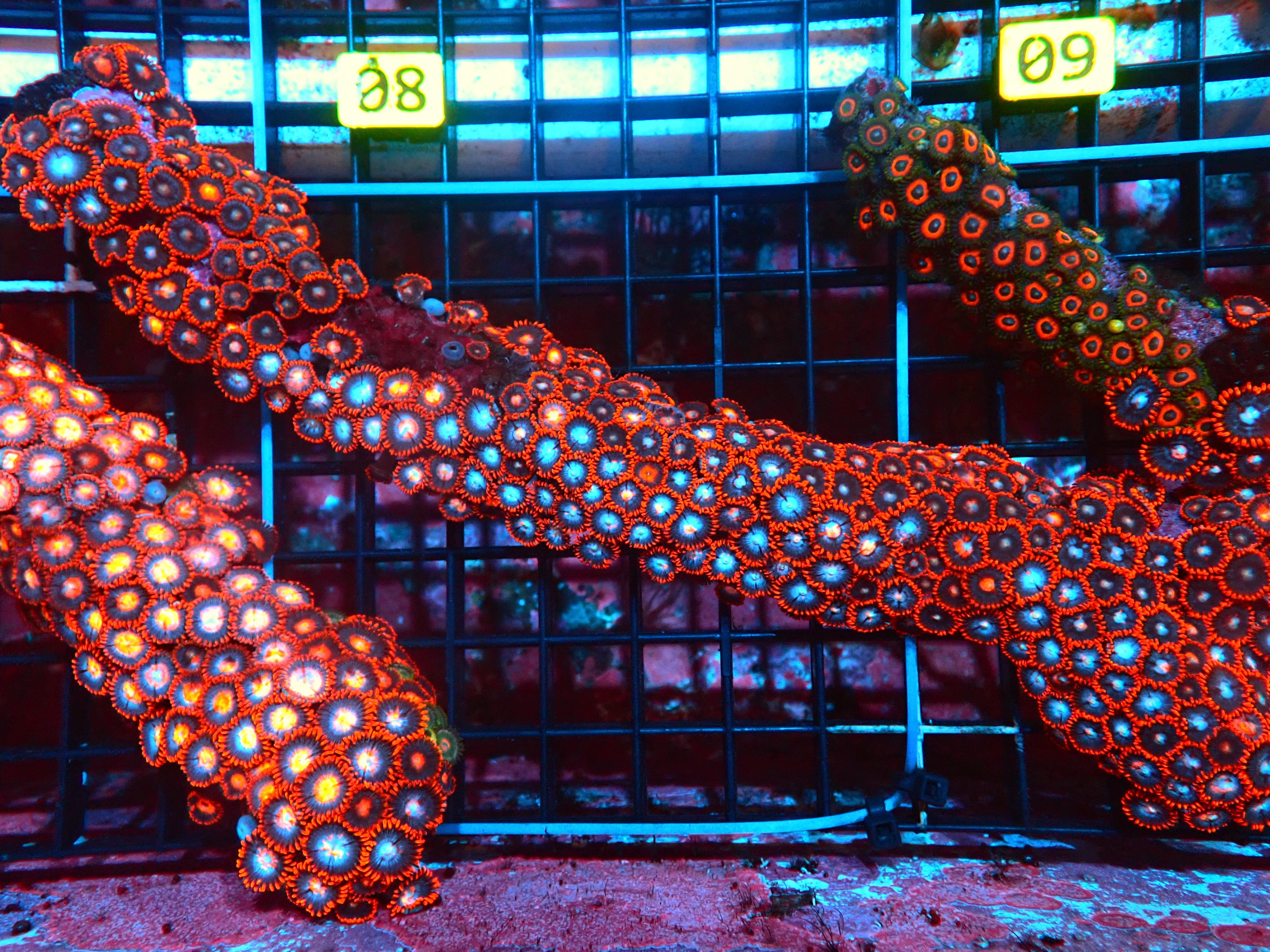 N0003 -ZOA INDO ORANGE RED - Zoanthids Polyp Corals