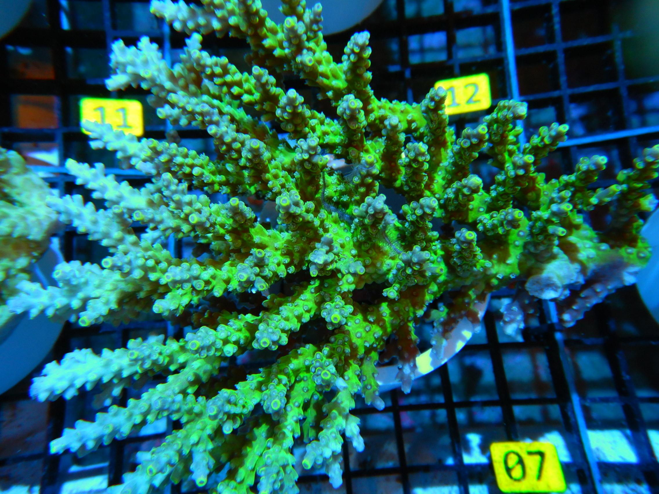 N0007 -ACRO AUSSIE BLUE GREEN - Frags