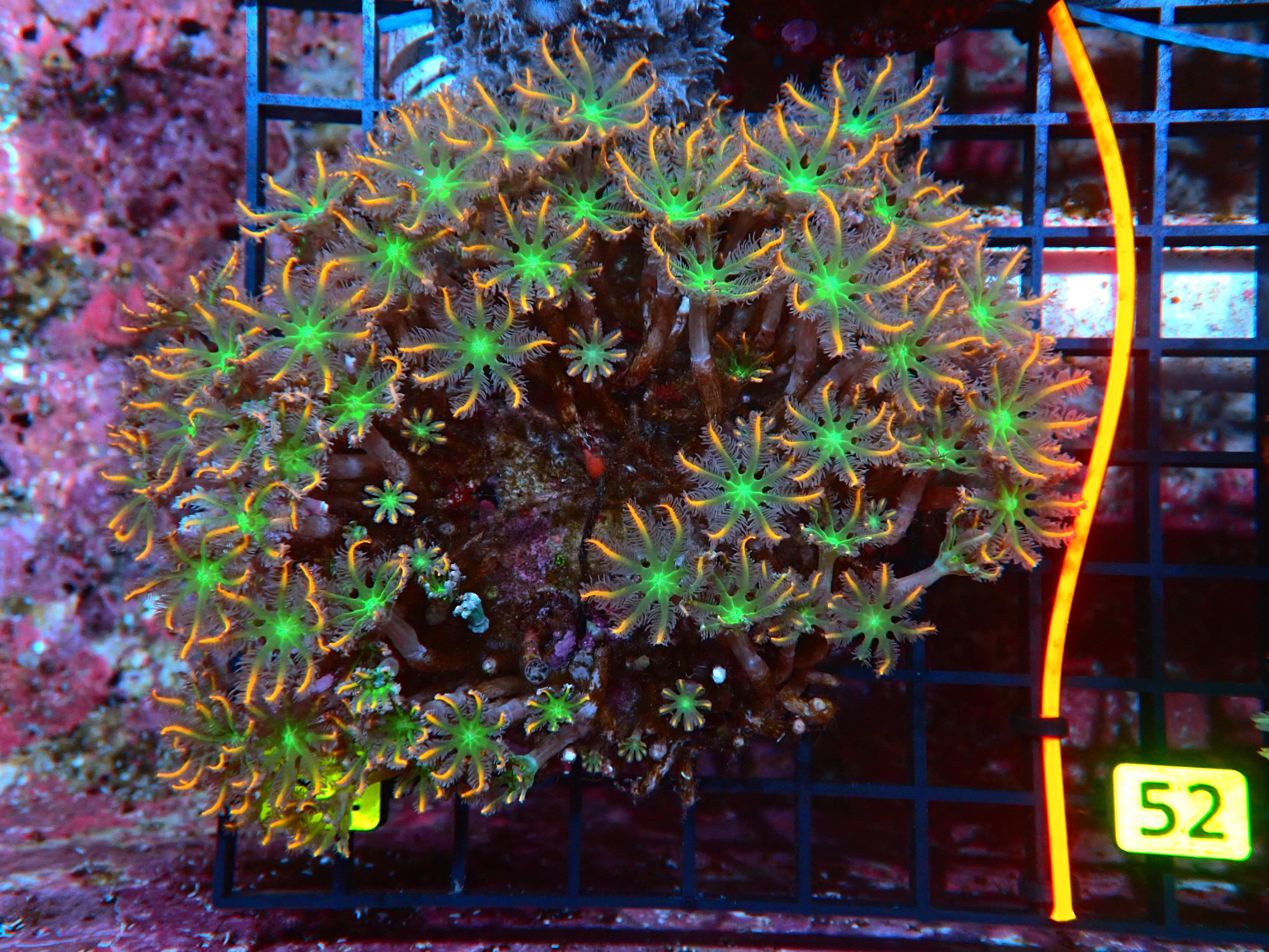 N0051 -GLOVE POLYP INDO GOLD RIM - Zoanthids Polyp Corals