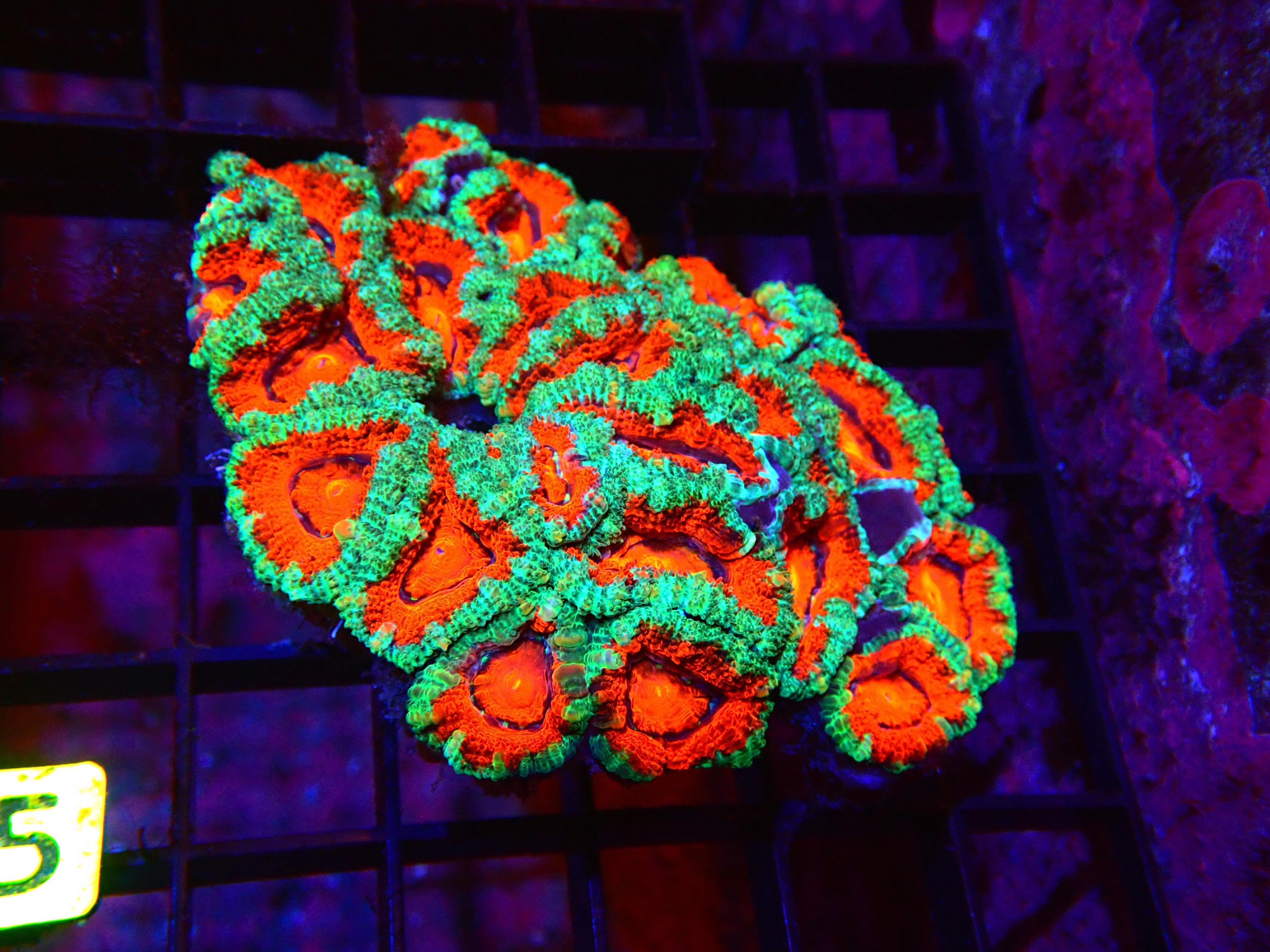 O0125 - ACAN LORD ULTRA RED - Lps Corals