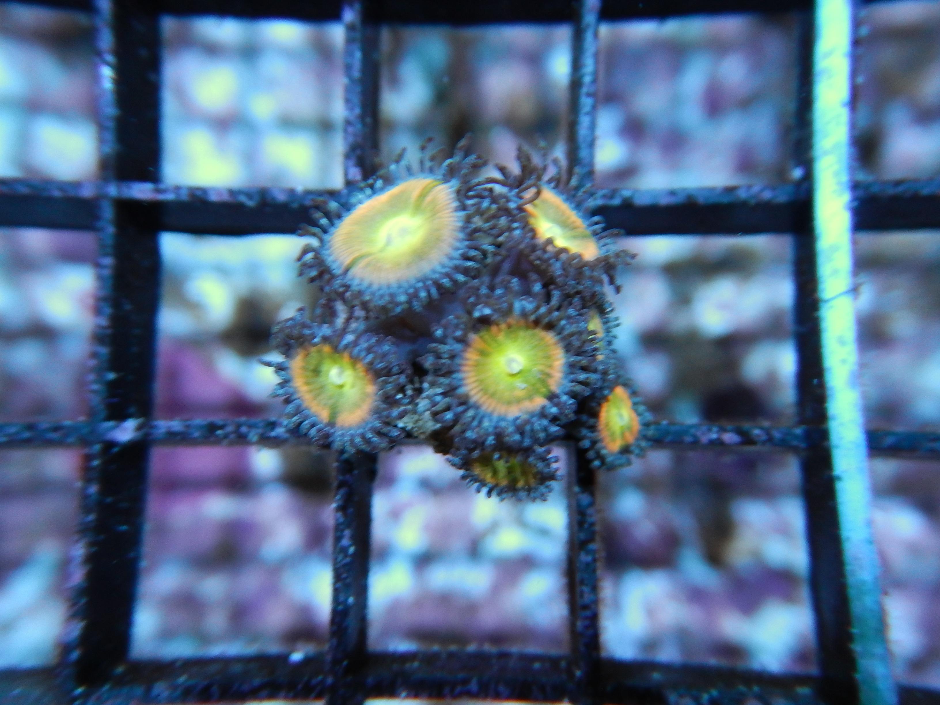 ZOA VW ULTRA - Eye It & Buy It