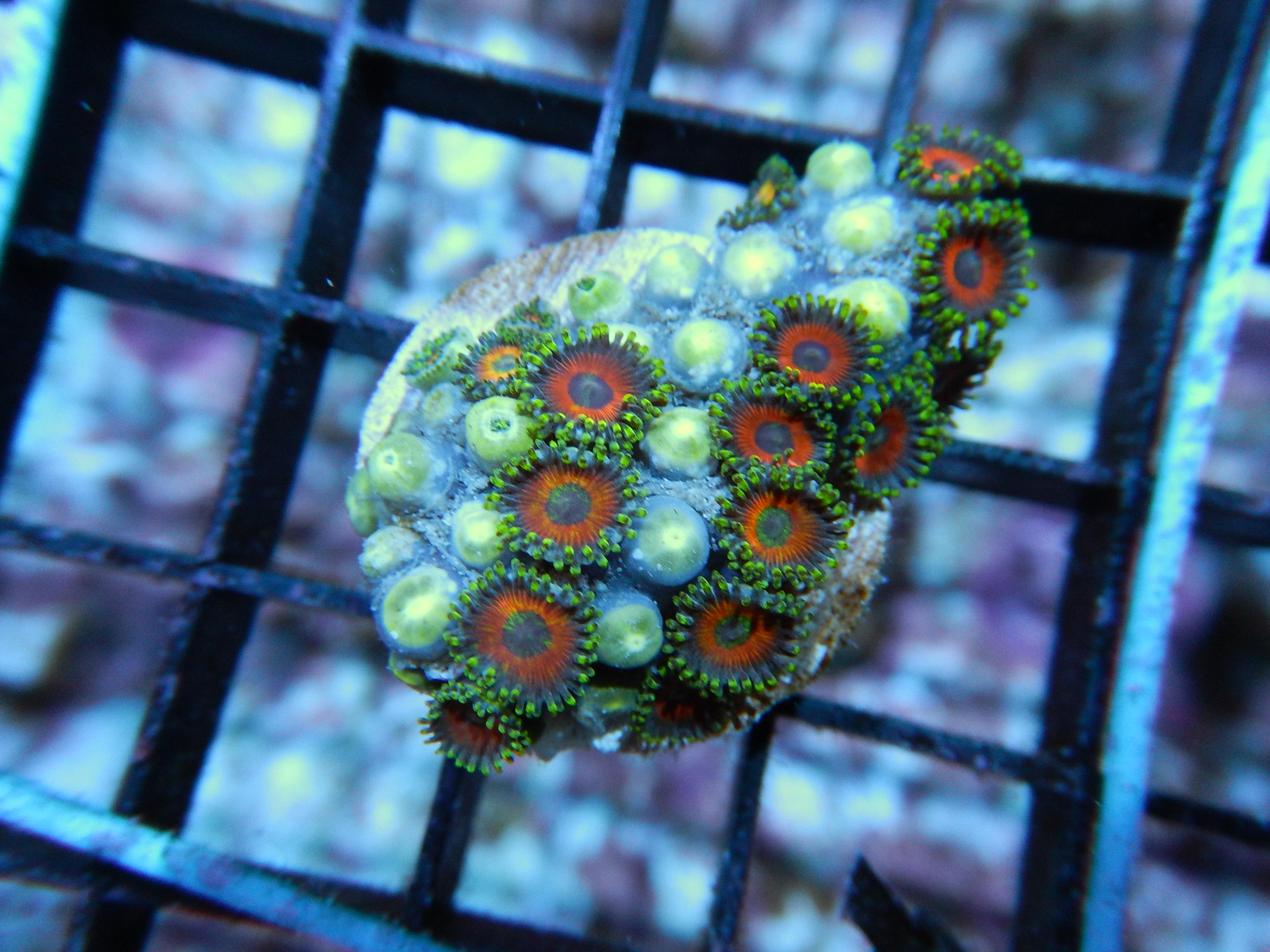 ZOA TAI WATERMELON - Eye It & Buy It