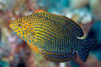 Wrasses - Reef Safe