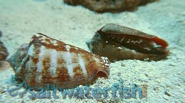 Tiger Sand Conch - Conchs - Invertebrates