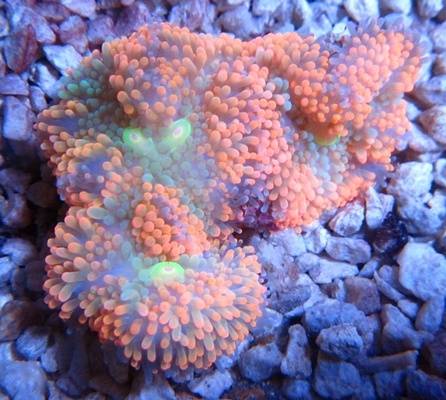 Ricordea Mushroom: Red / Orange - Mushrooms