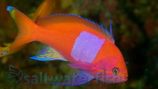 Pink Saltwater Fish